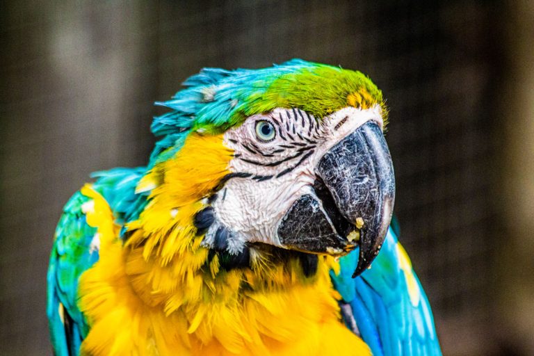 World of Birds – Largest bird park in Africa