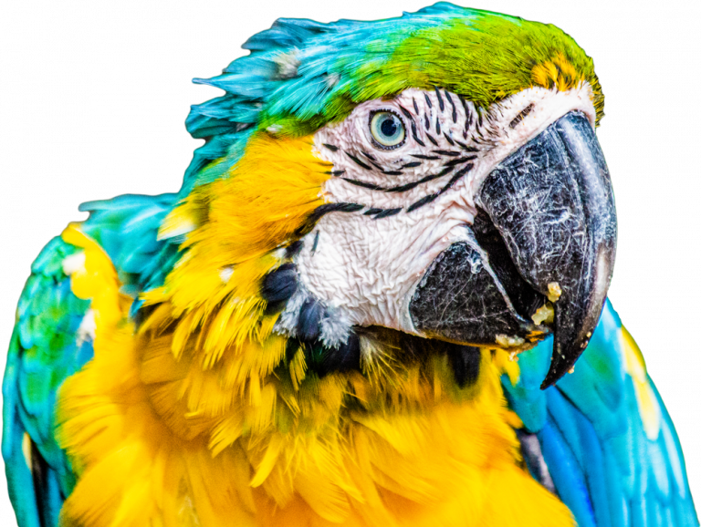 World of Birds – Largest bird park in Africa